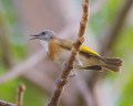 Some Australian Birds | Tim Dolby's Birding Tours