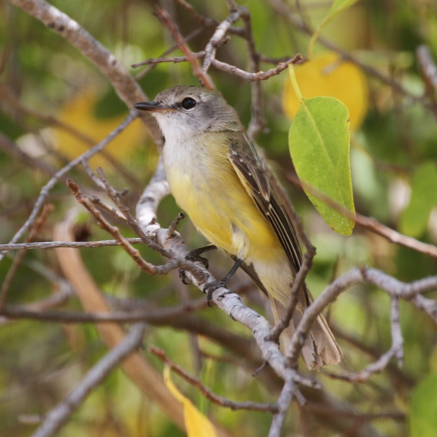 Some Australian Birds | Tim Dolby's Birding Tours