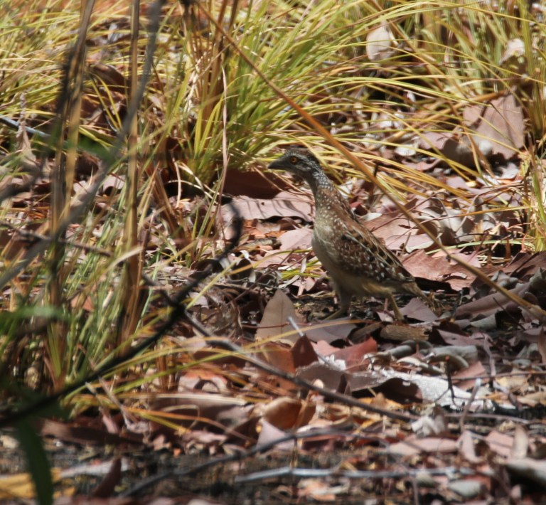 Some Australian Birds | Tim Dolby's Birding Tours
