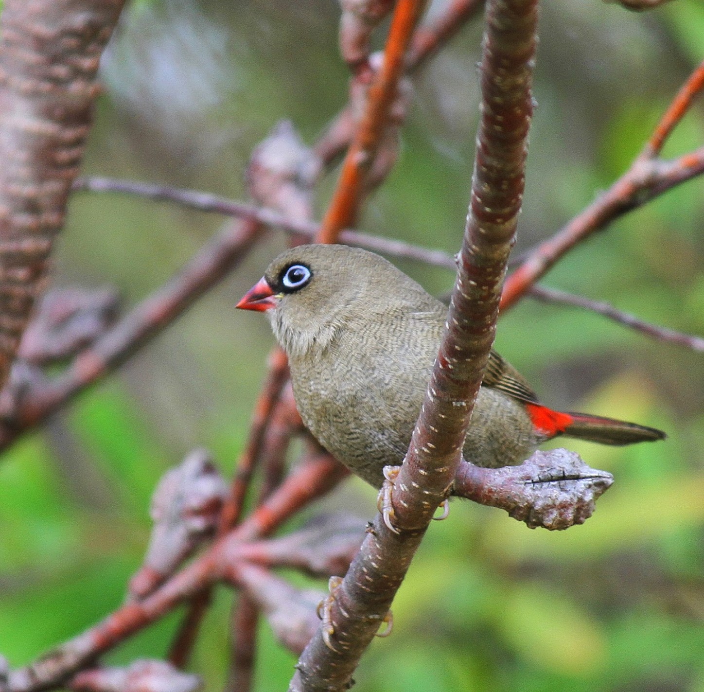 Some Australian Birds | Tim Dolby's Birding Tours