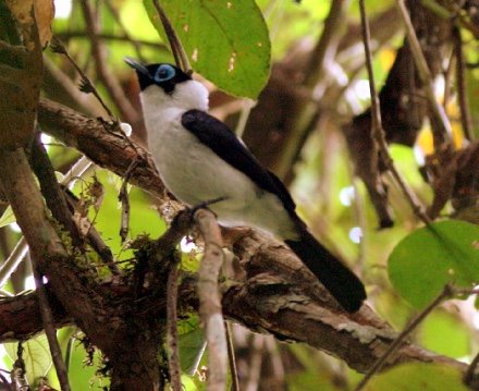 Iron Range National Park & Musgrave Station | Tim Dolby's Birding Tours