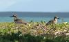 Some Australian Birds | Tim Dolby's Birding Tours