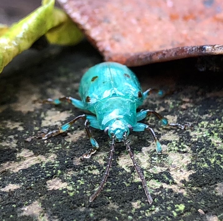 Lamington National Park: a spectacular mountain rainforest! | Tim Dolby ...