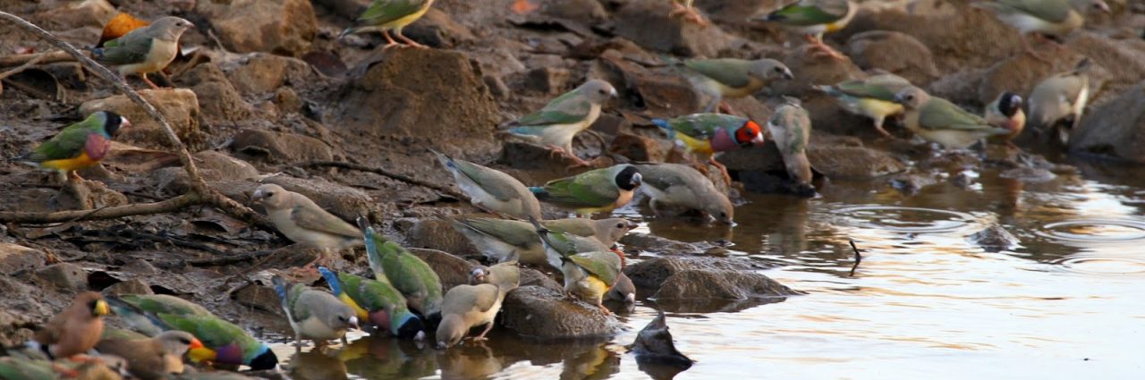 Australian Bird Tours | Tim Dolby's Birding Tours