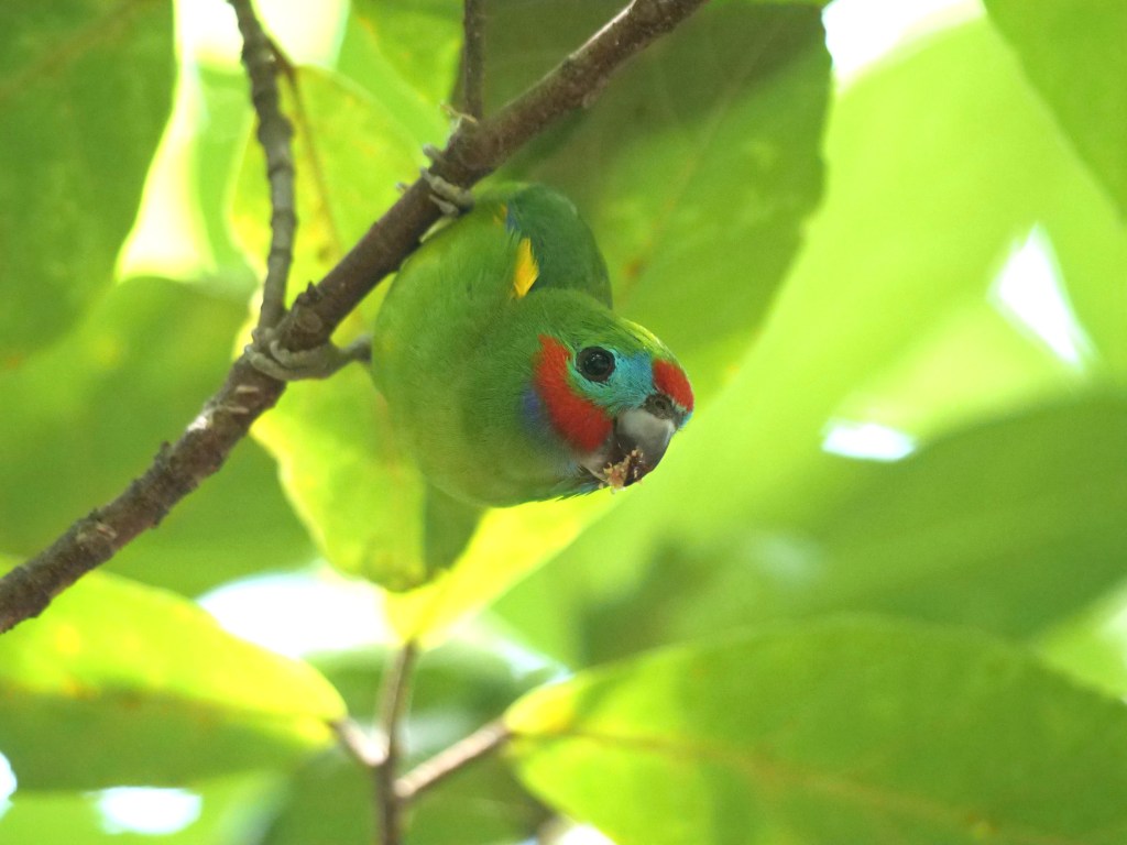 Birding Cairns and Far North Queensland | Tim Dolby's Birding Tours