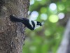 Tim Dolby's Birding Tours | Bird Guiding Across Melbourne, Victoria ...