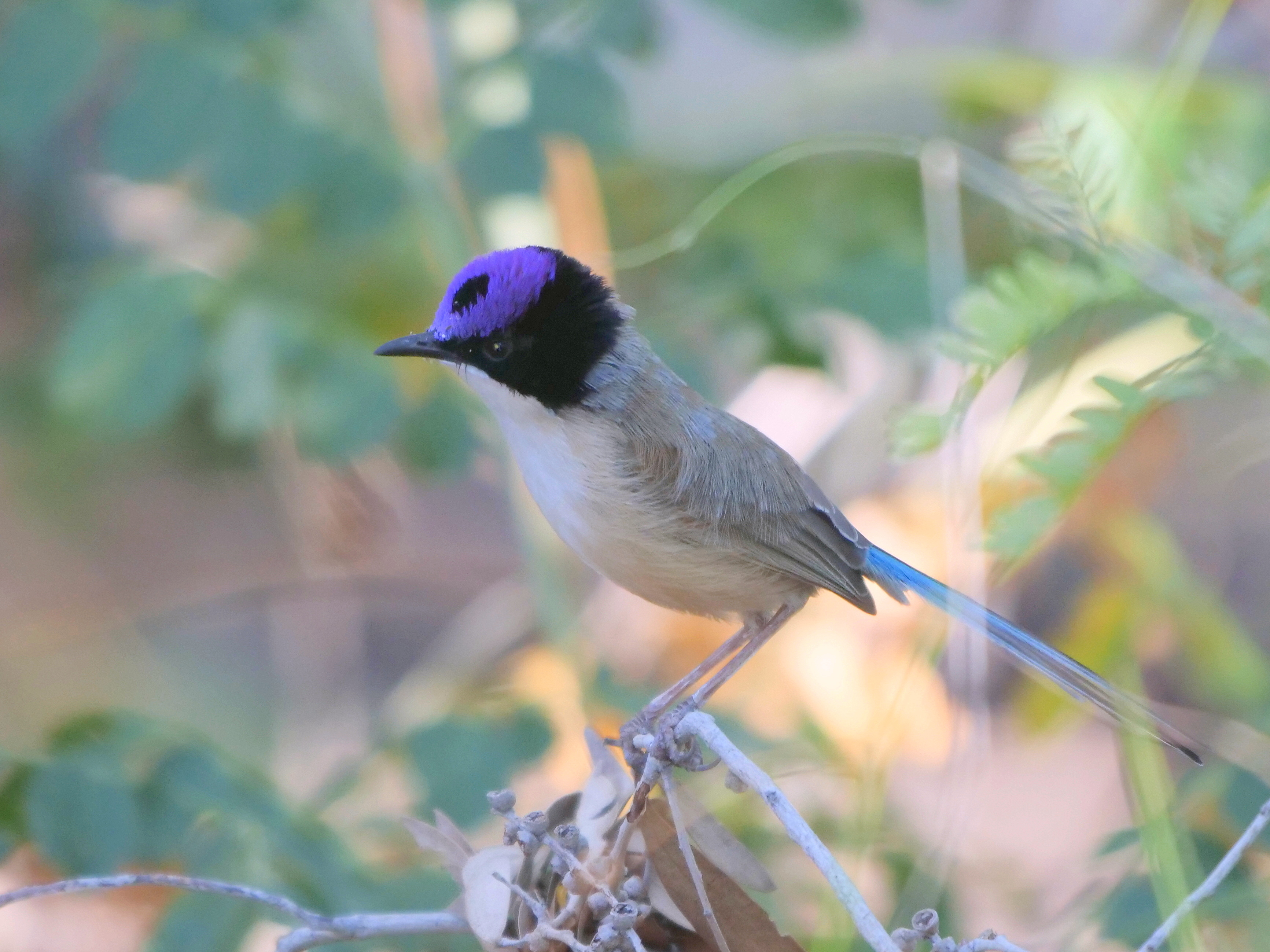 Judbarra (Gregory) National Park and Timber Creek | Tim Dolby's Birding ...