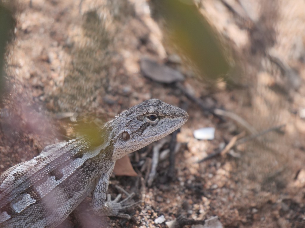The wonderful mallee of Hattah-Kulkyne National Park, and Lake Tyrrell ...