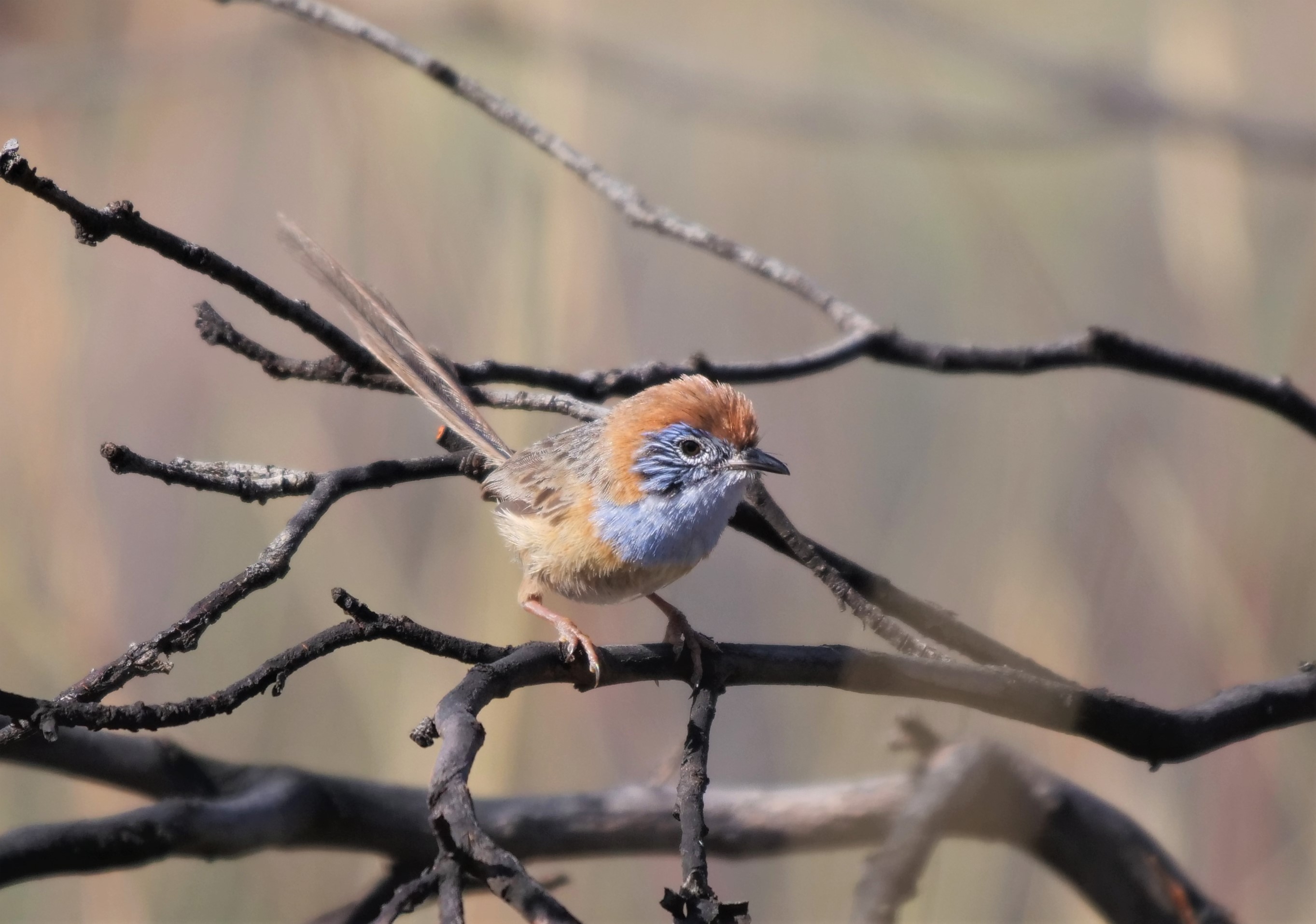 The wonderful mallee of Hattah-Kulkyne National Park, and Lake Tyrrell ...