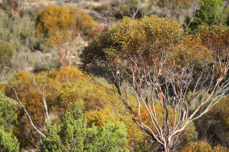 TIM DOLBY'S TRIP REPORTS & BIRDING TOURS