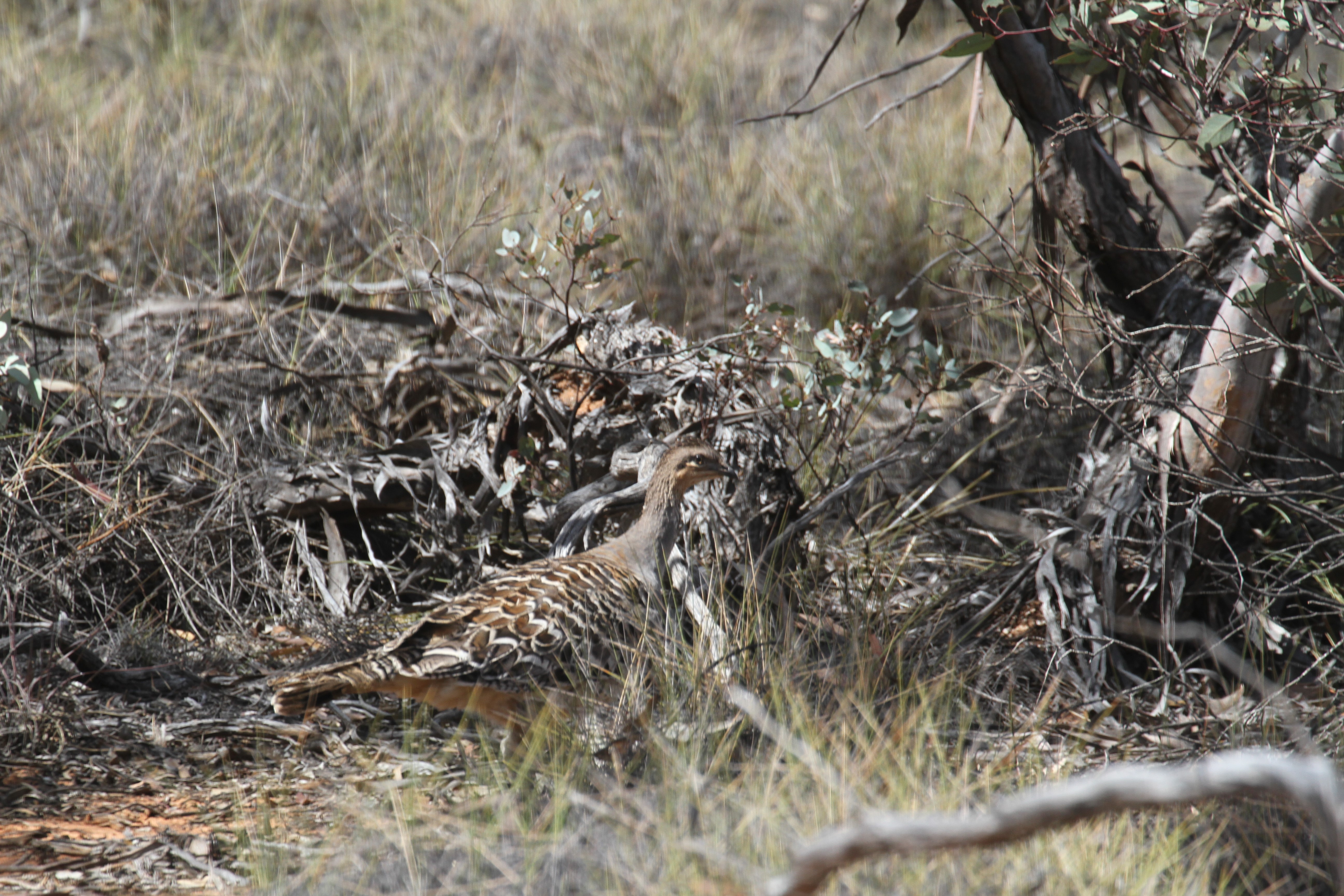 TIM DOLBY'S TRIP REPORTS & BIRDING TOURS
