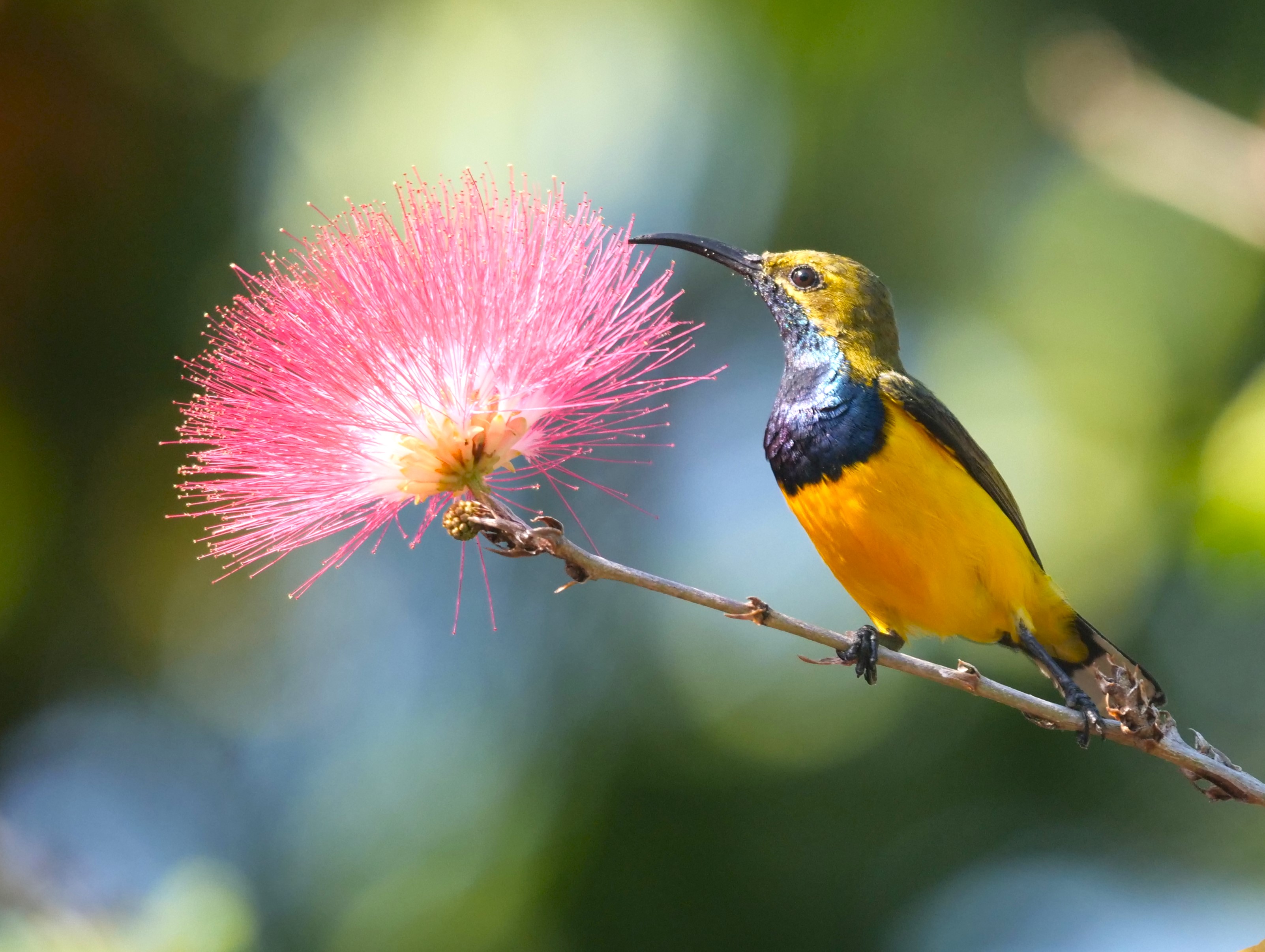 Birding Cairns and Far North Queensland | Tim Dolby's Birding Tours