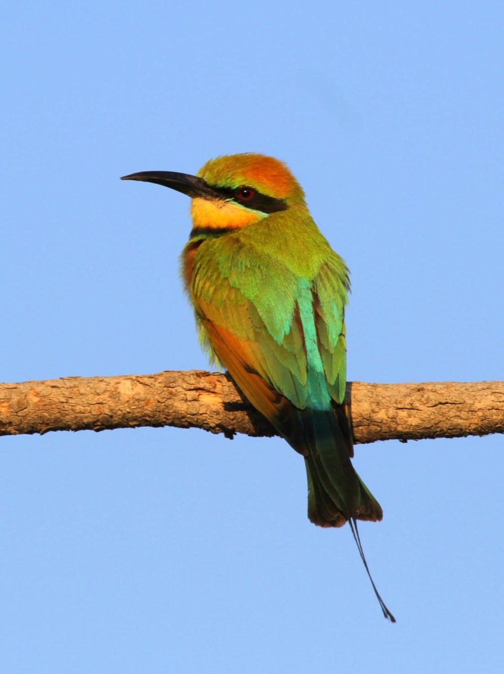 Judbarra (Gregory) National Park and Timber Creek | Tim Dolby's Birding ...