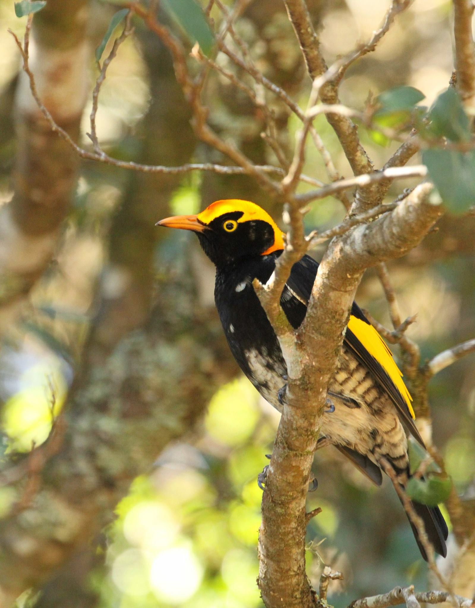 Lamington National Park: a spectacular mountain rainforest! | Tim Dolby ...
