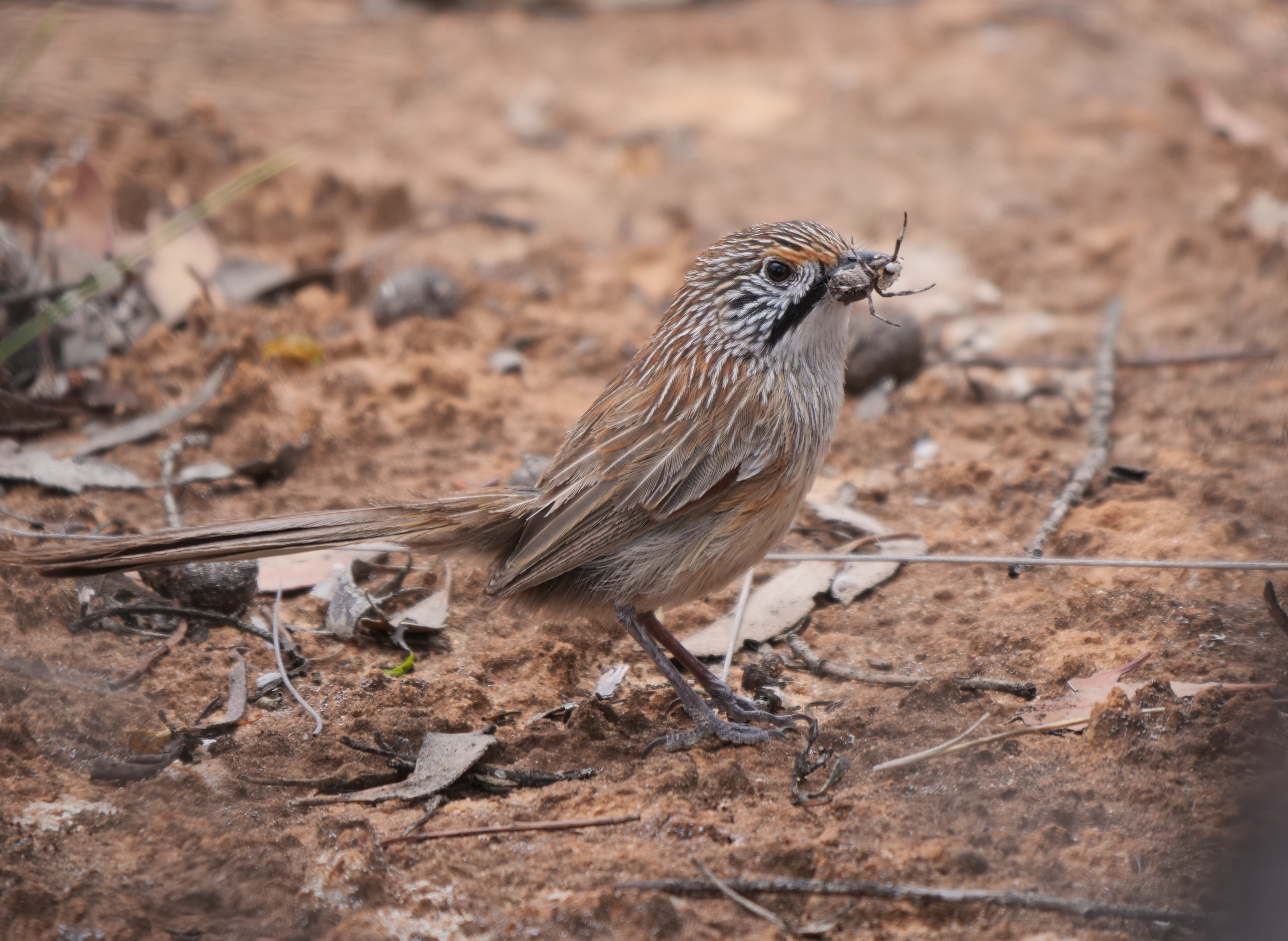 TIM DOLBY'S TRIP REPORTS & BIRDING TOURS