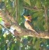 Tim Dolby's Birding Tours | Bird Guiding Across Melbourne, Victoria ...