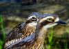 Some Australian Birds | Tim Dolby's Birding Tours