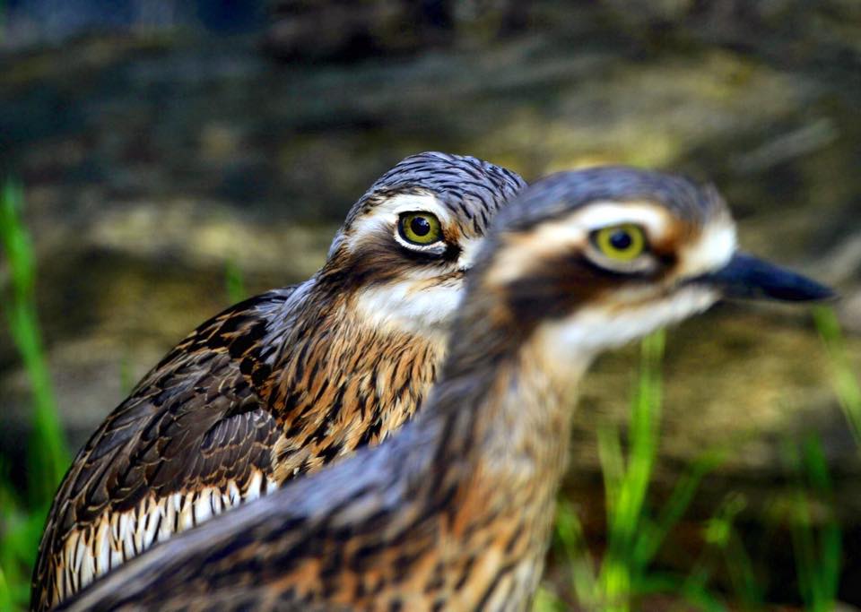Some Australian Birds | Tim Dolby's Birding Tours