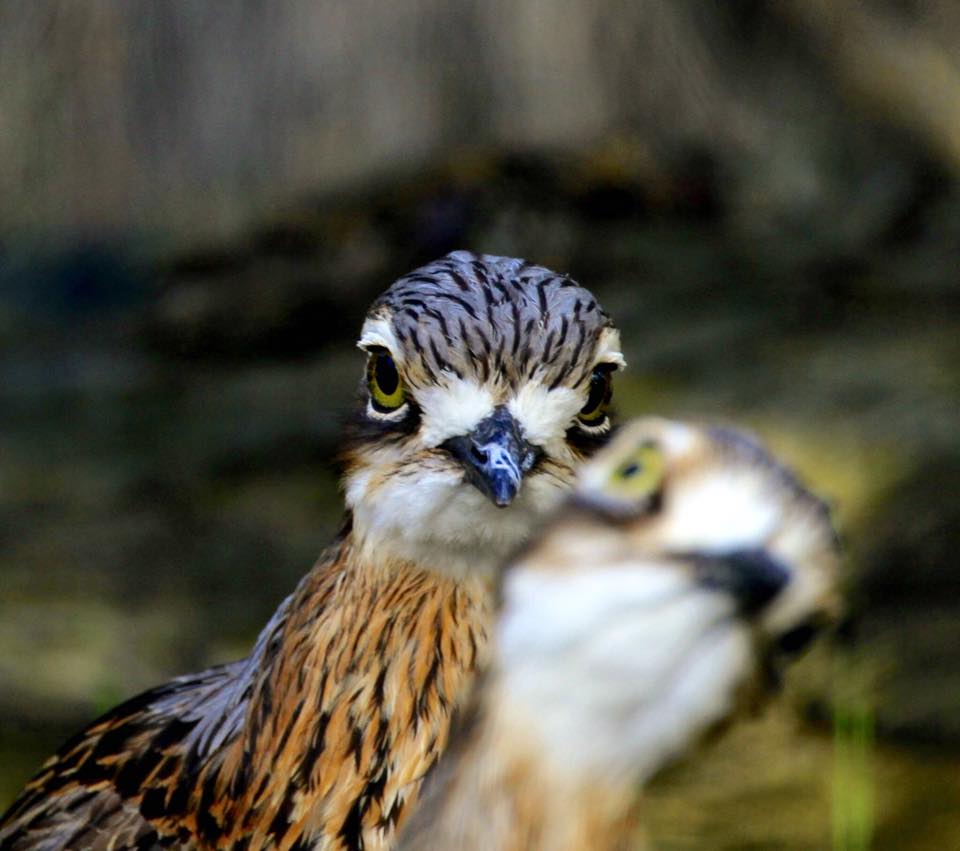 Some Australian Birds | Tim Dolby's Birding Tours