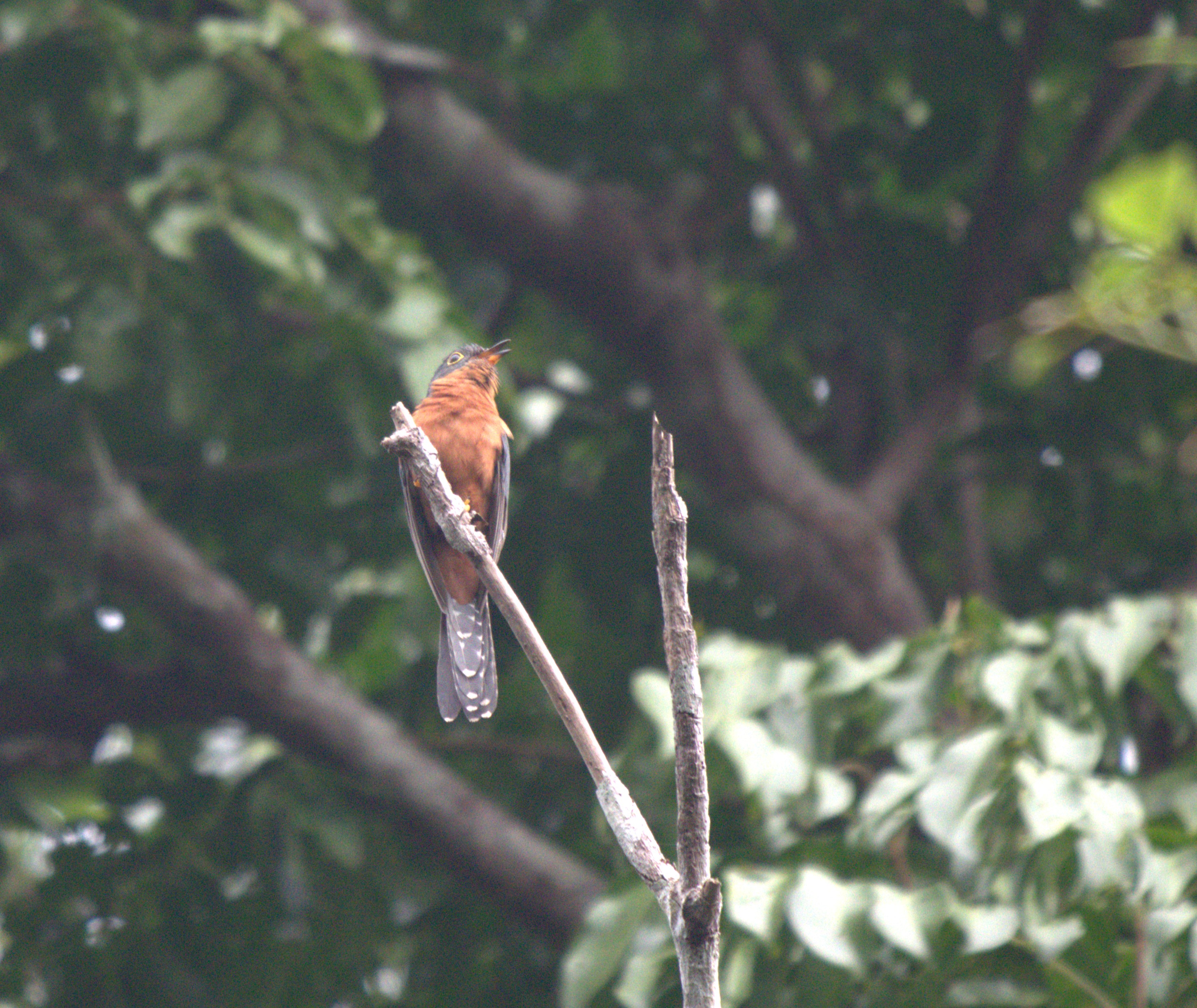 Tim Dolby's Birding Tours | Bird Guiding Across Melbourne, Victoria ...