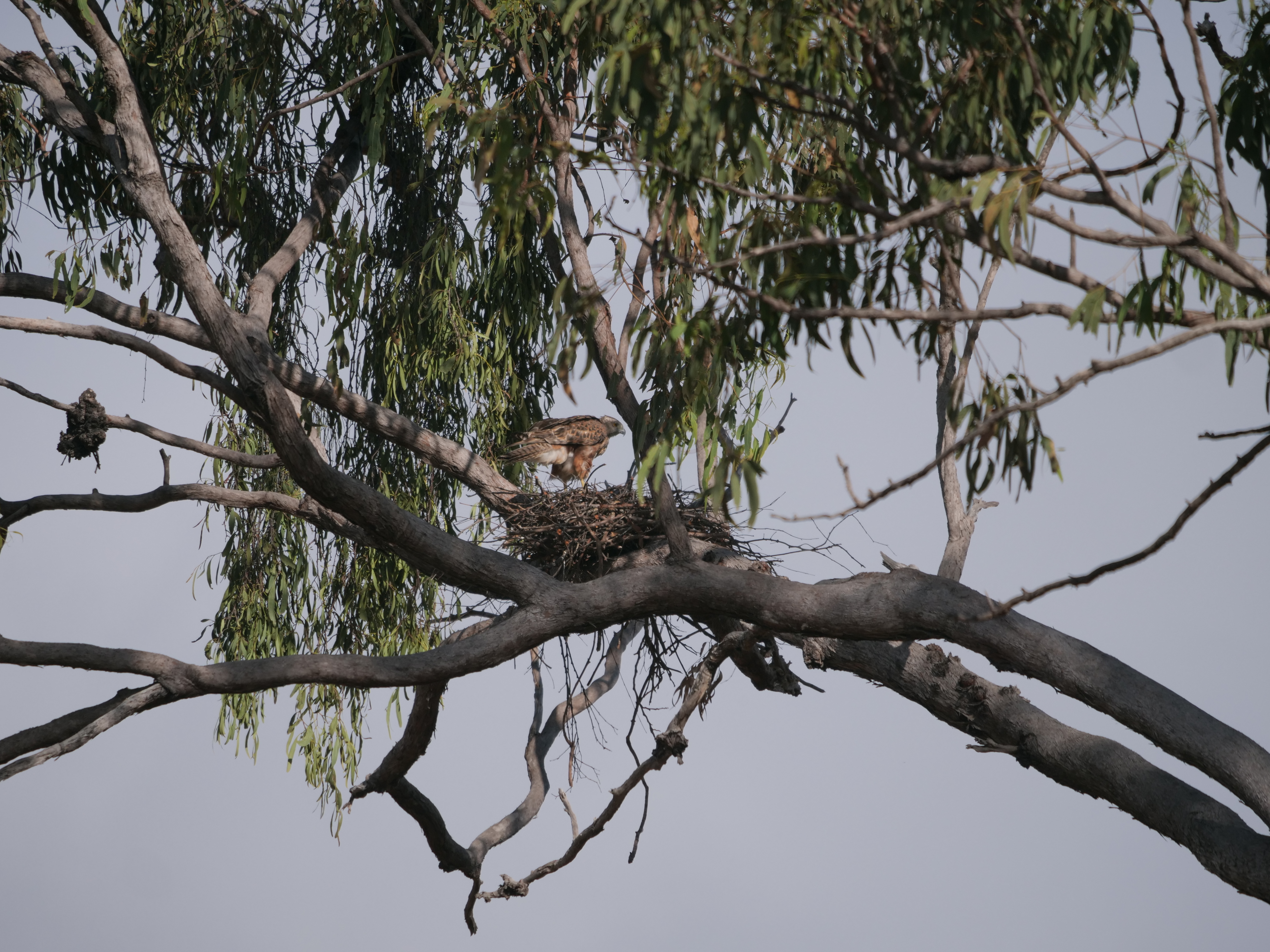 Central Cape York : Artemis Station and Rinyirru (Lakefield) National ...
