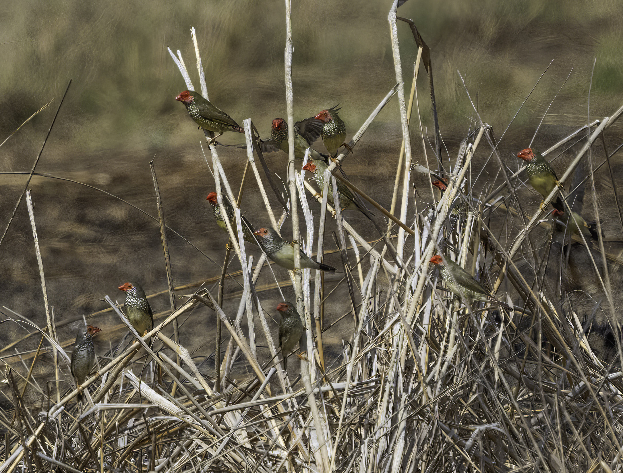 Central Cape York : Artemis Station and Rinyirru (Lakefield) National ...