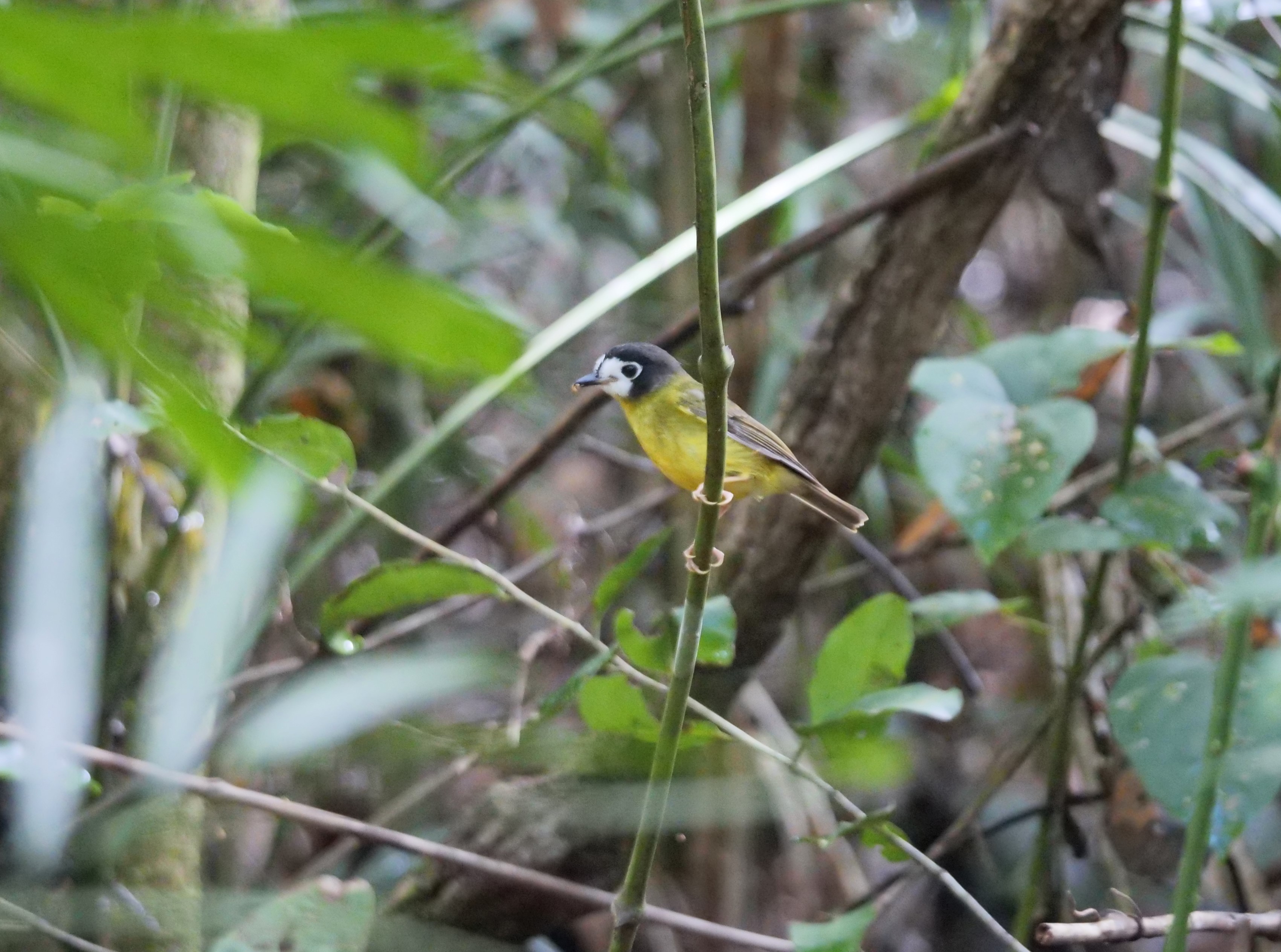 Tim Dolby's Birding Tours | Bird Guiding Across Melbourne, Victoria ...